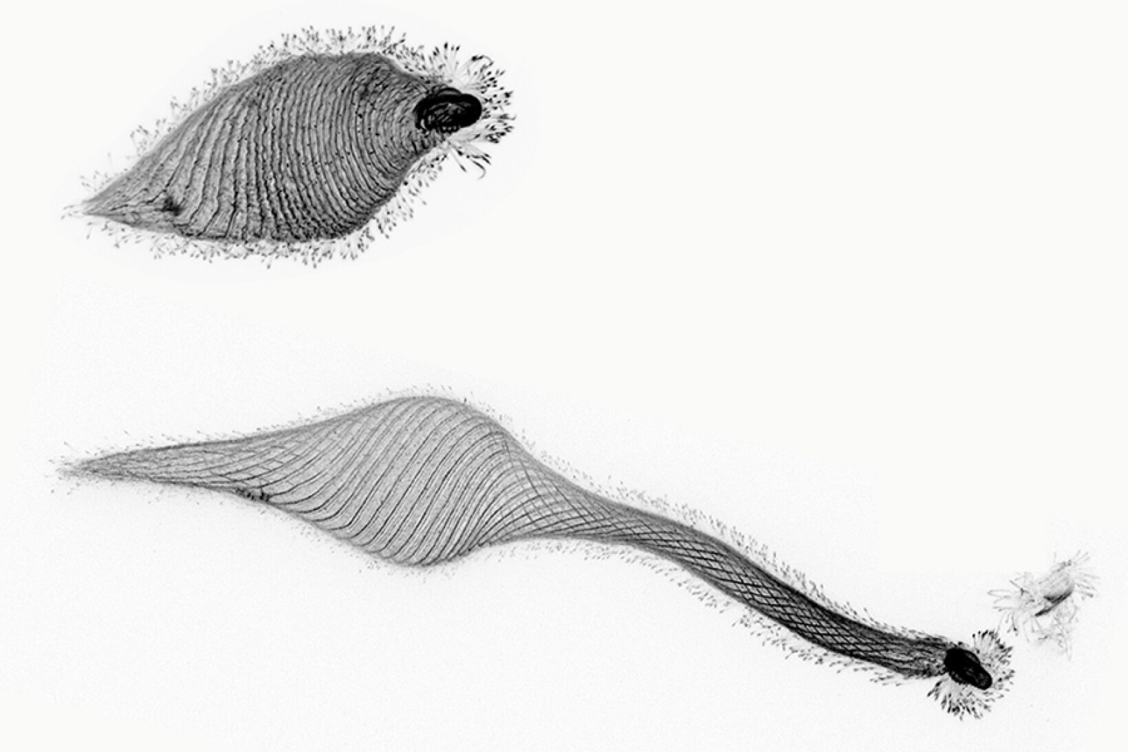 Long-necked single-celled predator has mastered an unusual origami fold ...