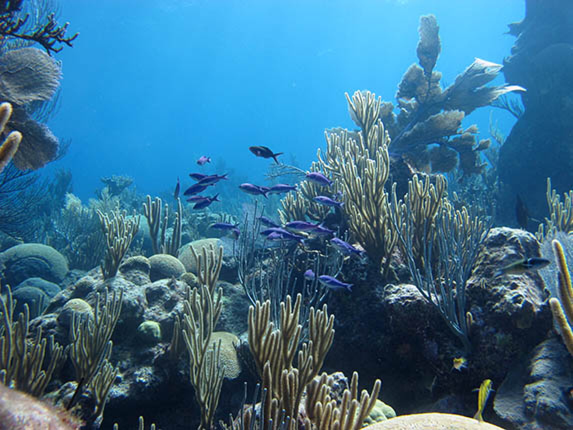 Temperature rise, the boon and bane of coral-reef growth - Physics Today