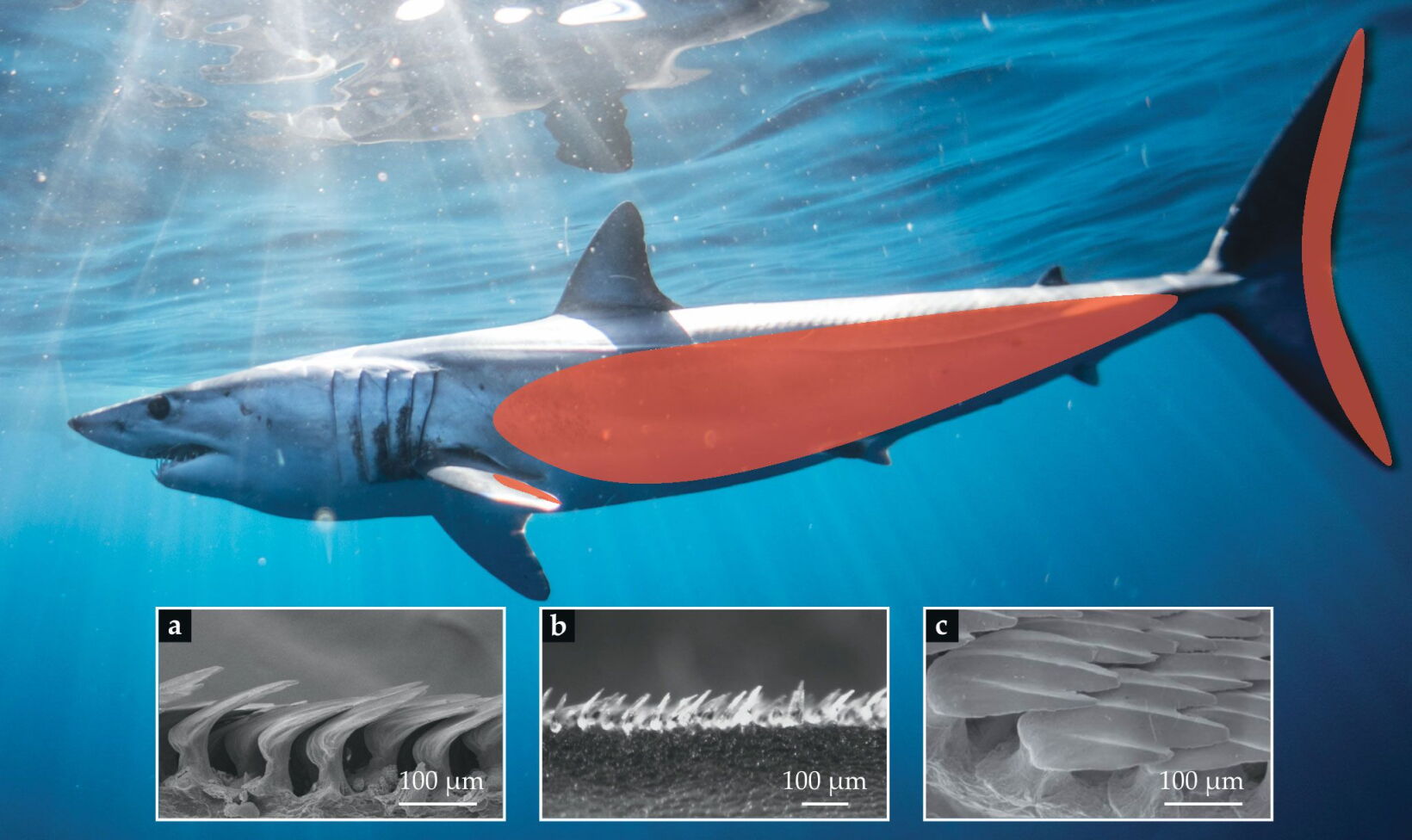 The speedy secret of shark skin - Physics Today