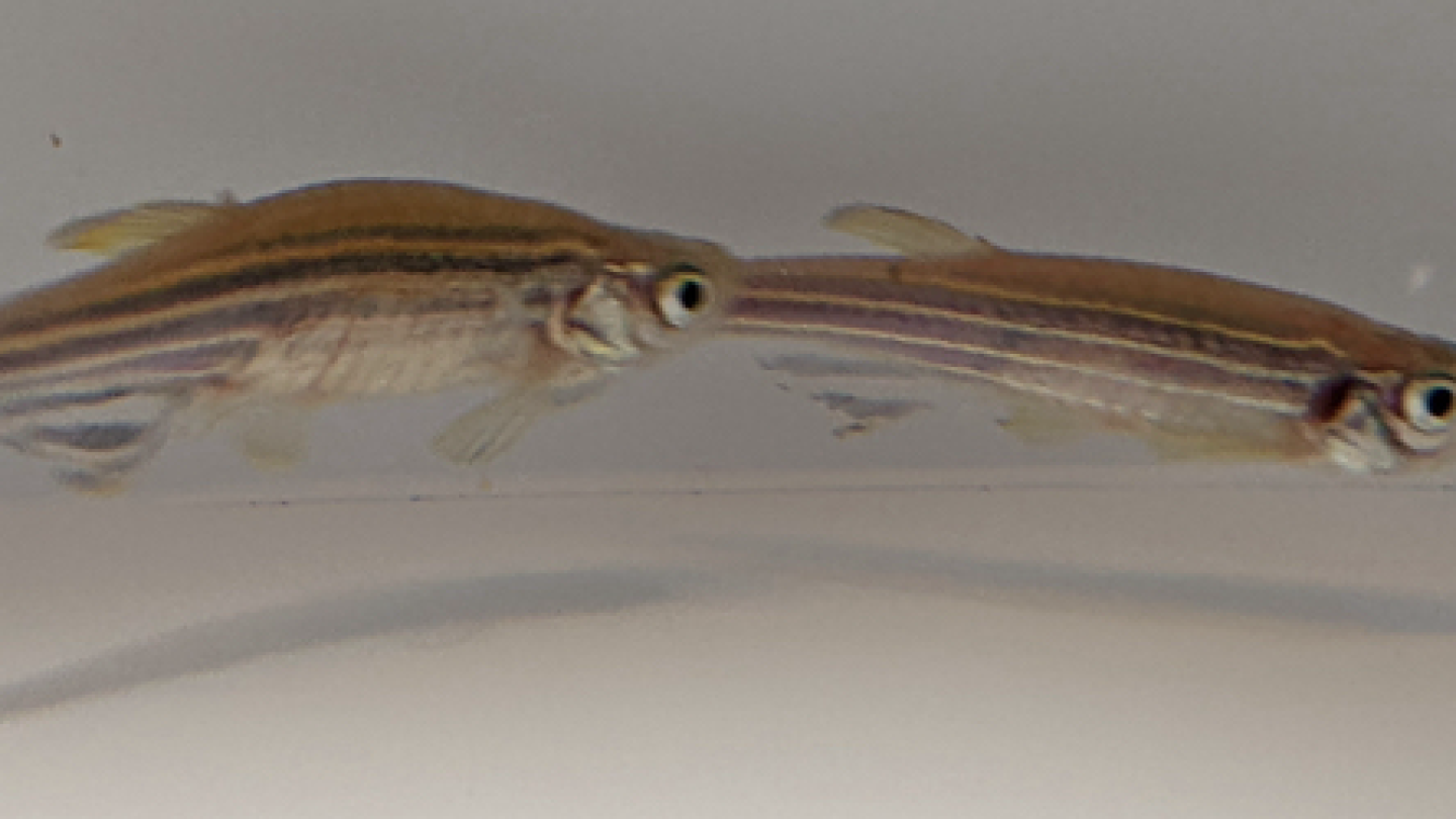 Analysis of Zebrafish Smackdown - AIP.ORG