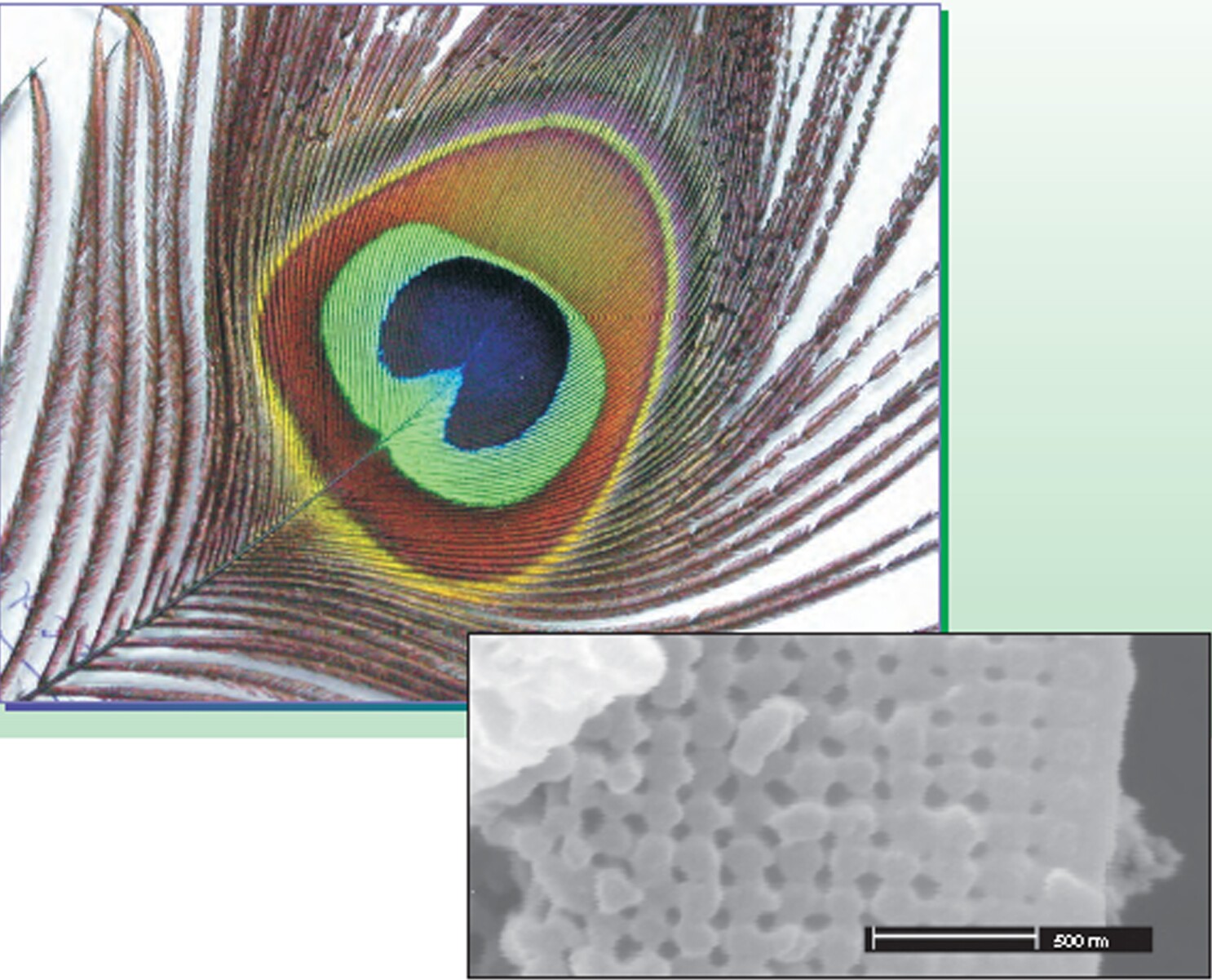 peacock feather features