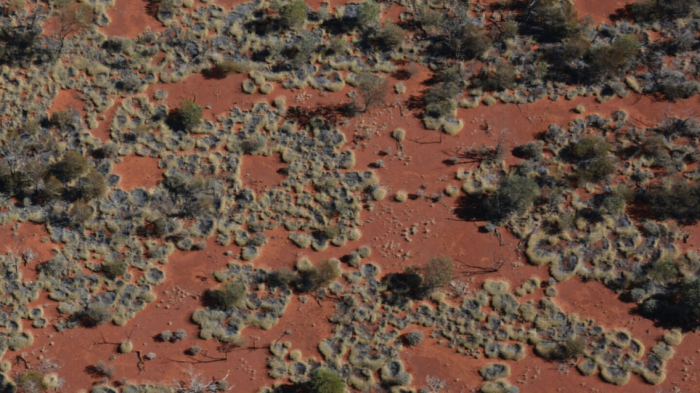 Vegetation pattern formation: The mechanisms behind the forms - Physics ...