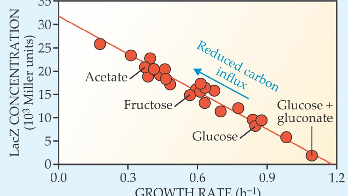 Newfound links close the loop on a gene regulatory network - Physics Today