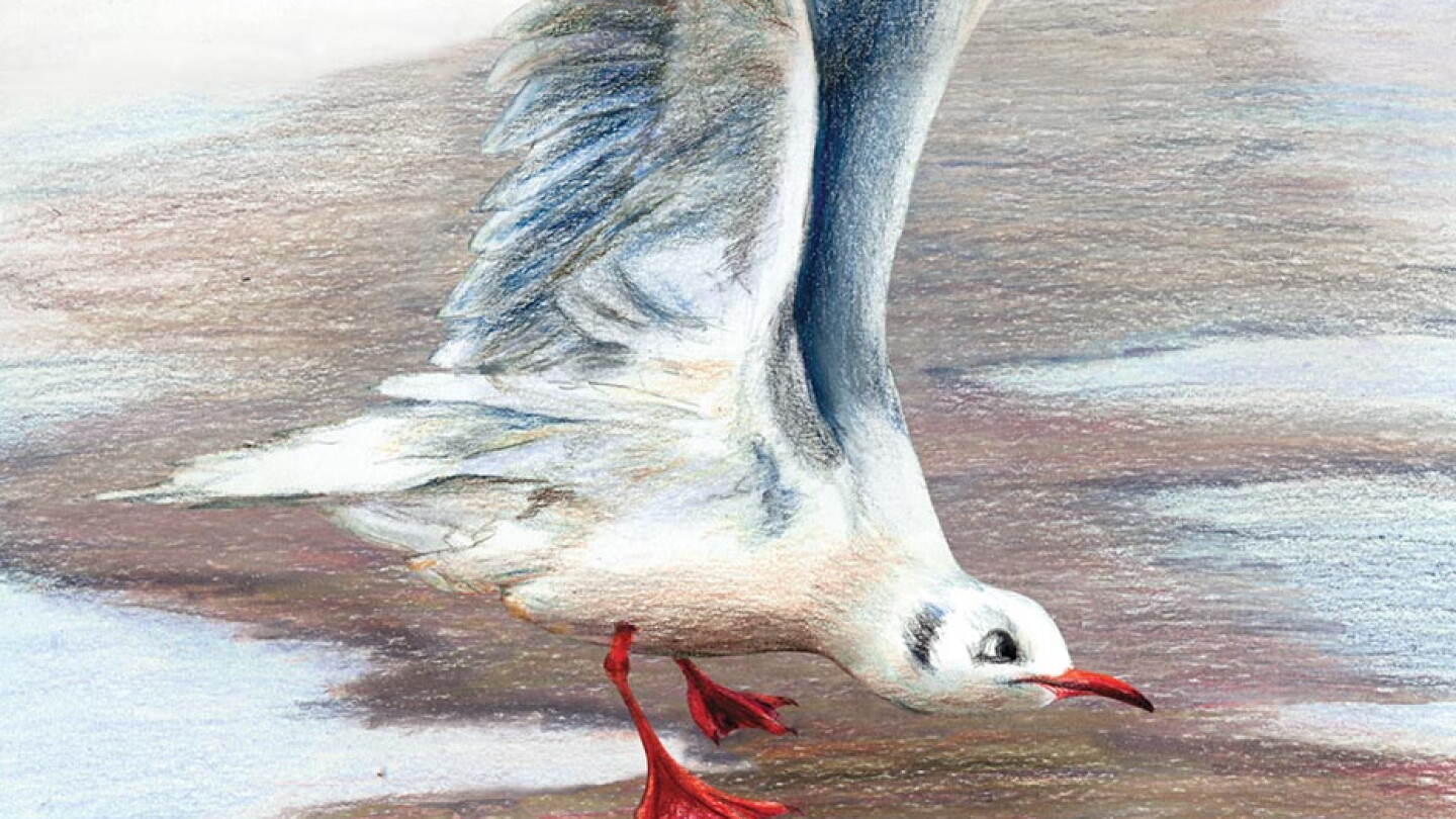 Sand and mucus: A toolbox for animal survival - Physics Today