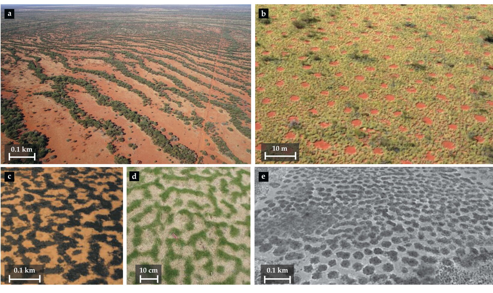 Vegetation pattern formation: The mechanisms behind the forms - Physics ...