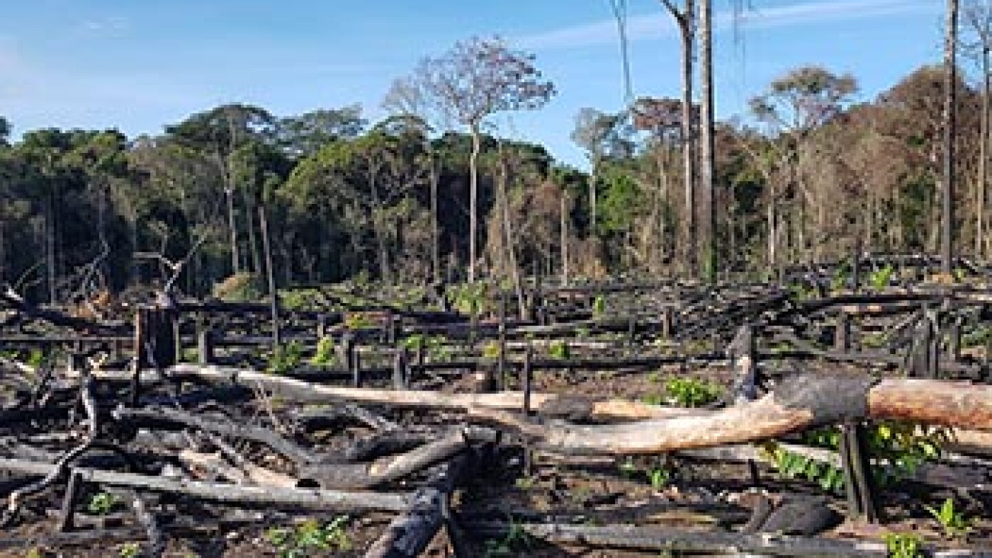 The Amazon's carbon tipping point - Physics Today