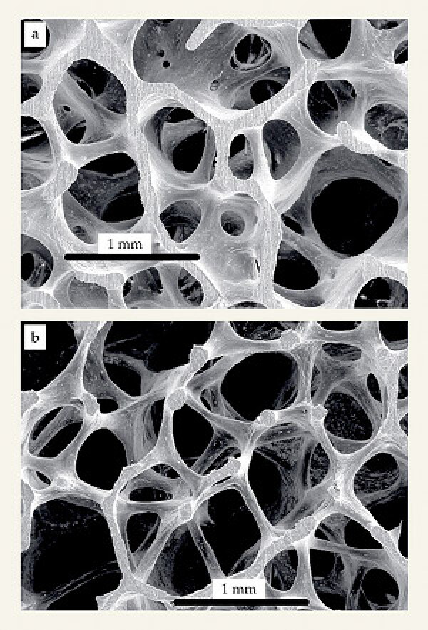 Rocks and bones - Physics Today