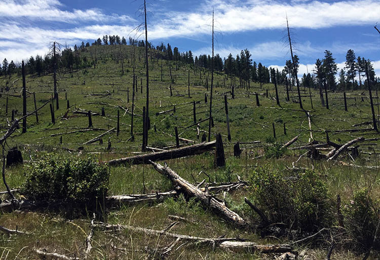Climate patterns shape forest wildfire recovery - Physics Today